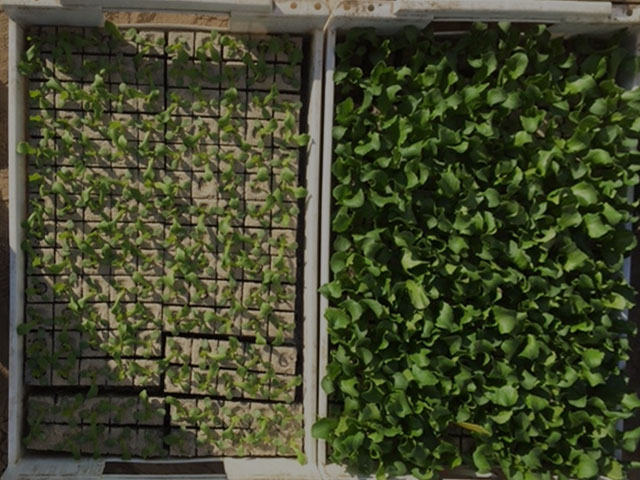 EcoMicrobials - The Source of Probiotics